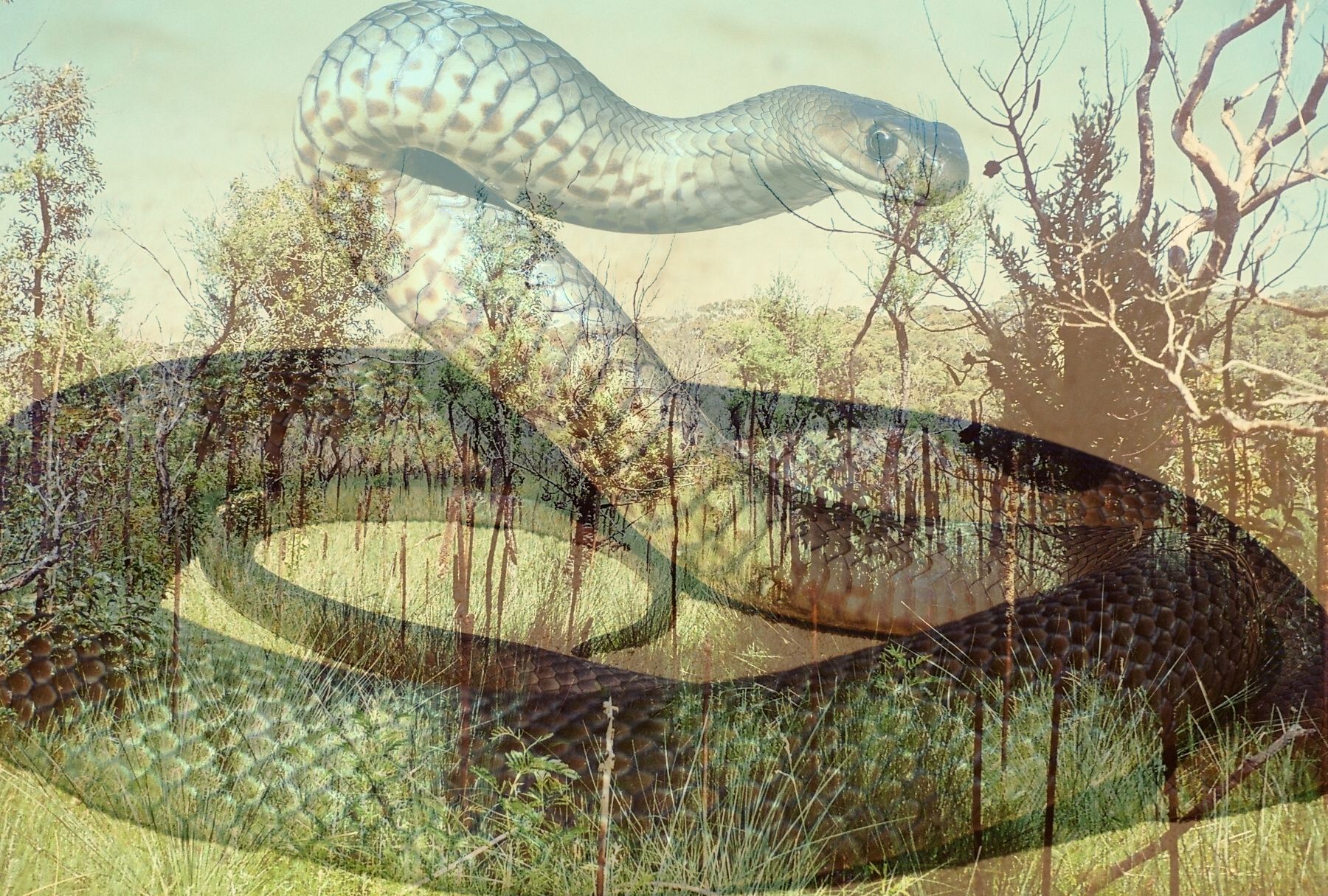 In Defence Of The Eastern Brown Snake Kill Your Darlings